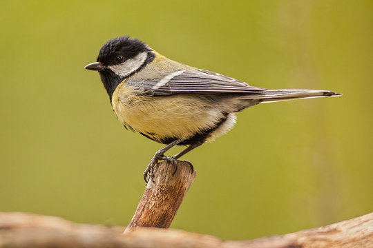 รูปภาพMeise – เลือกดูภาพถ่ายสต็อก เวกเตอร์ และวิดีโอ13,258 | Adobe Stock