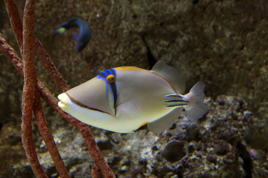 "Picasso Triggerfish" Images – Browse 556 Stock Photos, Vectors, and ...