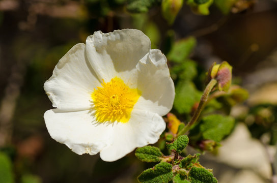 รูปภาพRockrose – เลือกดูภาพถ่ายสต็อก เวกเตอร์ และวิดีโอ3,126 | Adobe Stock