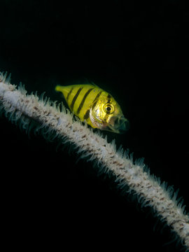 Bajad Images – Browse 20 Stock Photos, Vectors, and Video | Adobe Stock