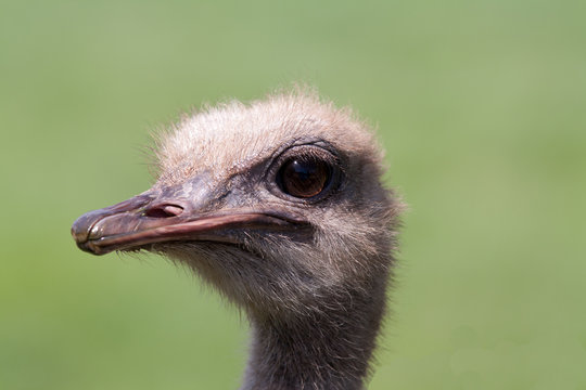 รูปภาพAutruchon – เลือกดูภาพถ่ายสต็อก เวกเตอร์ และวิดีโอ4 | Adobe Stock