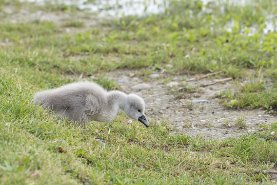 Labut Images – Browse 77 Stock Photos, Vectors, and Video | Adobe Stock