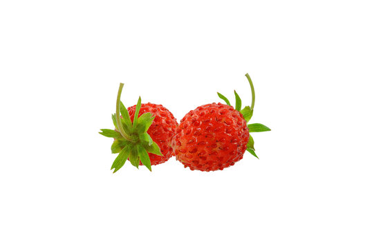 Poziomki Images – Browse 255 Stock Photos, Vectors, and Video | Adobe Stock