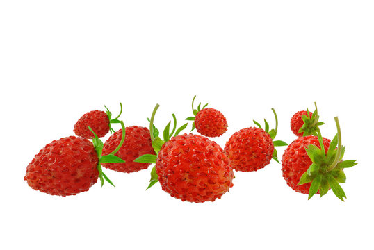 Poziomki Images – Browse 334 Stock Photos, Vectors, and Video | Adobe Stock