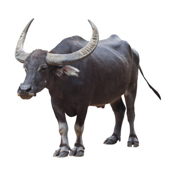 Philippine Carabao