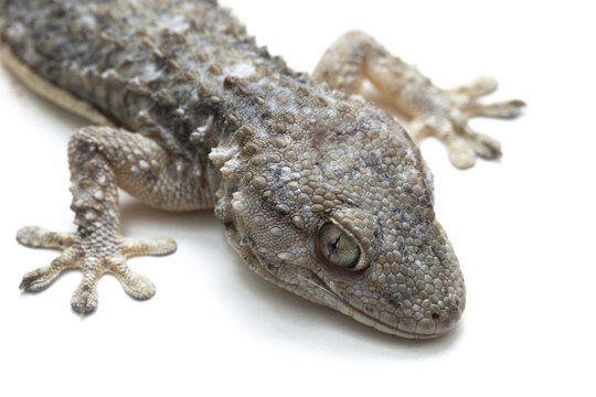 รูปภาพTarente – เลือกดูภาพถ่ายสต็อก เวกเตอร์ และวิดีโอ7,151 | Adobe Stock