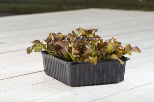 「Eichblatt」の写真素材 | 243件の無料イラスト画像 | Adobe Stock