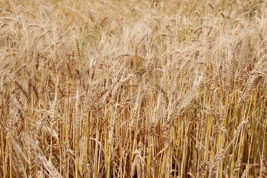 Caryopse bilder – Bläddra bland 50 stockfoton, vektorer och videor ...