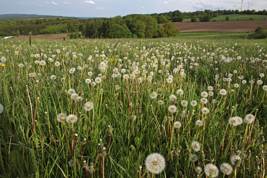 รูปภาพPusteblumenwiese – เลือกดูภาพถ่ายสต็อก เวกเตอร์ และวิดีโอ103 ...