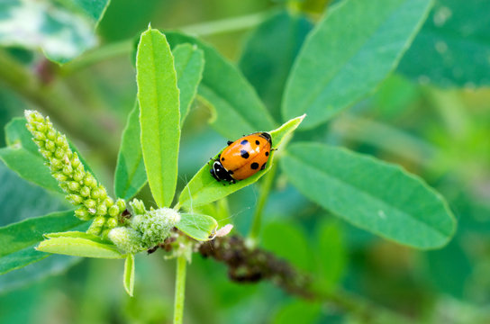 "Sigmoid Flexure" Images – Browse 433 Stock Photos, Vectors, and Video ...