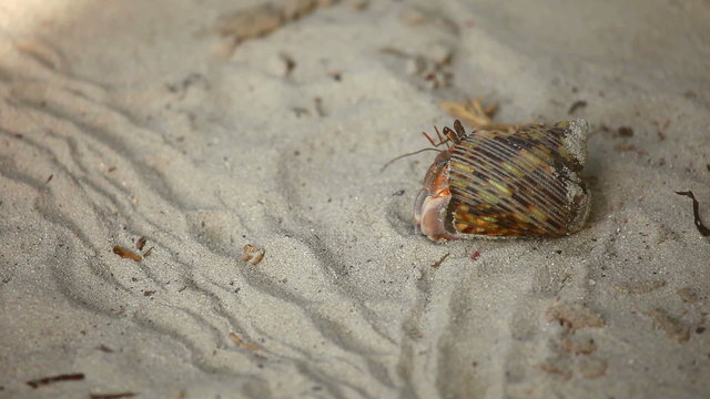 Imagens de Hermite – Explore Fotografias do Stock, Vetores e Vídeos de ...
