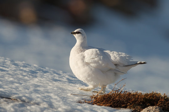 รูปภาพTarmigan – เลือกดูภาพถ่ายสต็อก เวกเตอร์ และวิดีโอ4,865 | Adobe Stock
