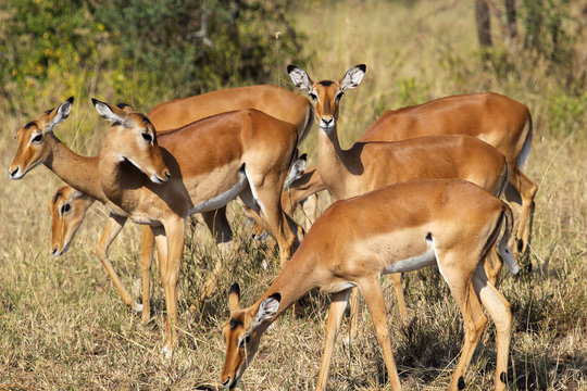 รูปภาพRooibok – เลือกดูภาพถ่ายสต็อก เวกเตอร์ และวิดีโอ59,687 | Adobe Stock
