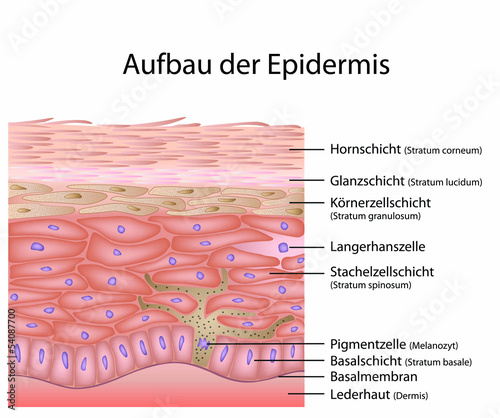 "Aufbau der Epidermis" Stockfotos und lizenzfreie Vektoren auf Fotolia ...