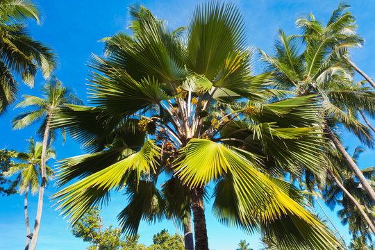 「Latanier」の写真素材 | 360件の無料イラスト画像 | Adobe Stock