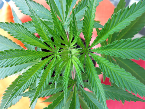 Marjiuana Images – Browse 61 Stock Photos, Vectors, and Video | Adobe Stock