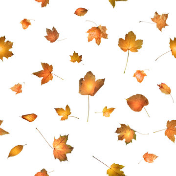 "Autumn Background" bilder – Bläddra bland 67,140 stockfoton, vektorer ...