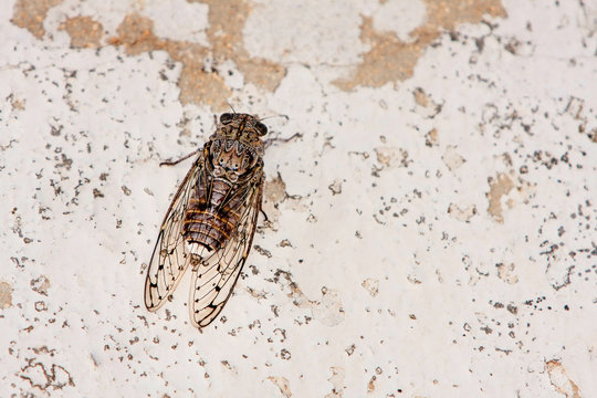 Cicala Images – Browse 1,062 Stock Photos, Vectors, and Video | Adobe Stock