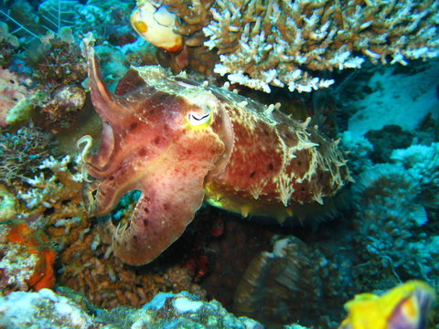 Sepien bilder – Bläddra bland 217 stockfoton, vektorer och videor ...