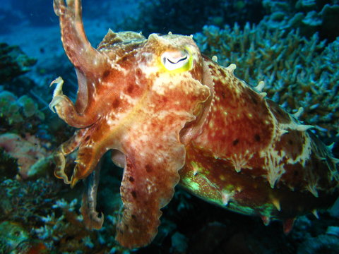 รูปภาพOktopus – เลือกดูภาพถ่ายสต็อก เวกเตอร์ และวิดีโอ2,476 | Adobe Stock