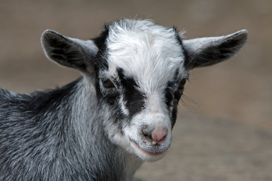 Baby-Ziege Images – Browse 19 Stock Photos, Vectors, and Video | Adobe ...