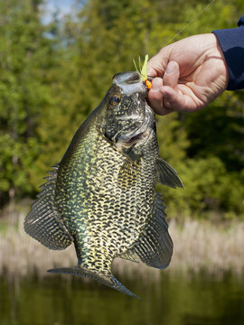 "Black Crappie" Bilder – Durchsuchen 115 Archivfotos, Vektorgrafiken ...