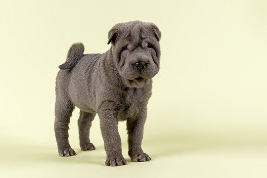 รูปภาพFaltenhund – เลือกดูภาพถ่ายสต็อก เวกเตอร์ และวิดีโอ61 | Adobe Stock