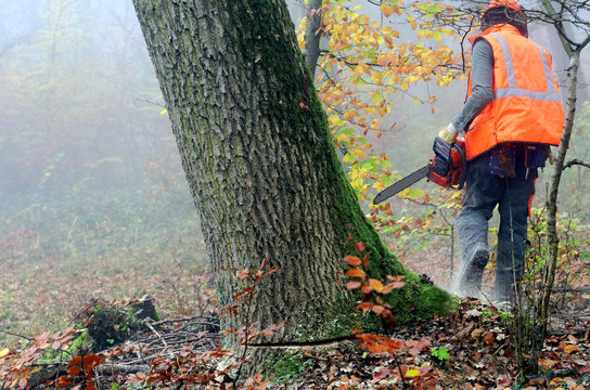 Lumberjacking bilder – Bläddra bland 377,346 stockfoton, vektorer och ...