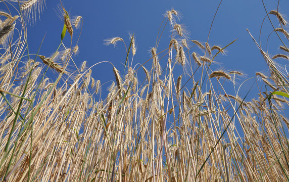 Roggenfeld bilder – Bläddra bland 1,613 stockfoton, vektorer och videor ...