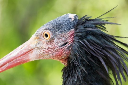 รูปภาพAvialae – เลือกดูภาพถ่ายสต็อก เวกเตอร์ และวิดีโอ520 | Adobe Stock