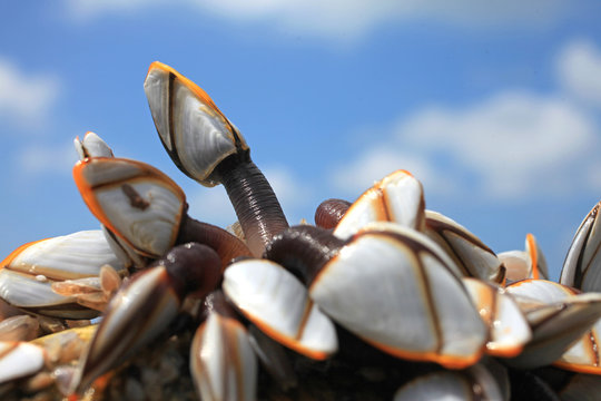 Percebes En El Mar