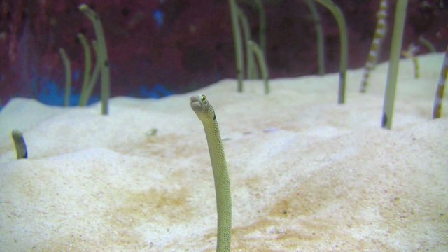 「Wormfish」の写真素材 | 21件の無料イラスト画像 | Adobe Stock