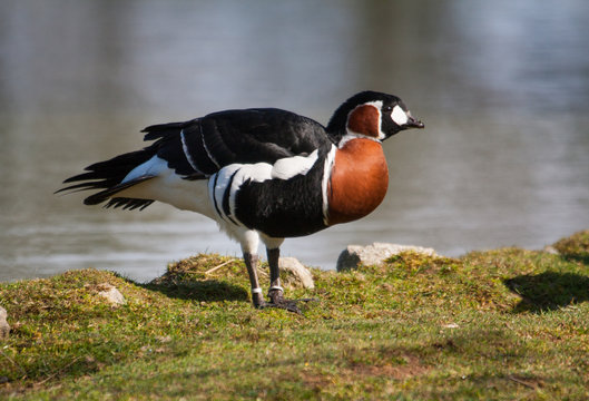 รูปภาพBernache – เลือกดูภาพถ่ายสต็อก เวกเตอร์ และวิดีโอ2,728 | Adobe Stock