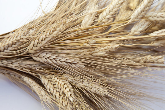 "Spiga Di Grano" Images – Browse 520 Stock Photos, Vectors, and Video ...