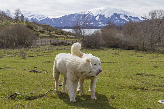Maremmen-Abruzzen-Schäferhund-Bilder: Stock-Fotos & -Videos. | Adobe Stock