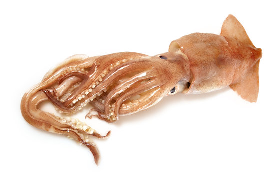 Calamar - Images et vidéos libres de droits | Adobe Stock