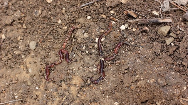 รูปภาพRain-Worm – เลือกดูภาพถ่ายสต็อก เวกเตอร์ และวิดีโอ241 | Adobe Stock