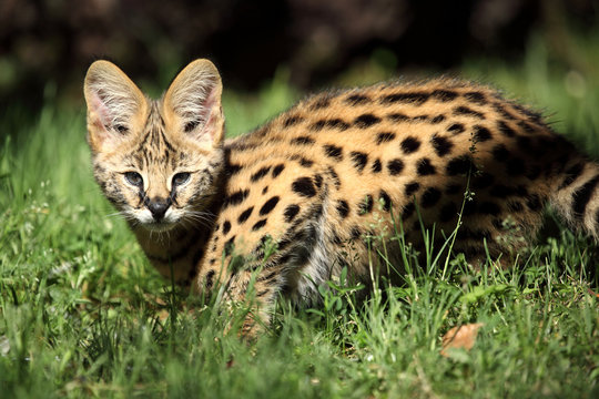 Feuler Images – Browse 34 Stock Photos, Vectors, and Video | Adobe Stock