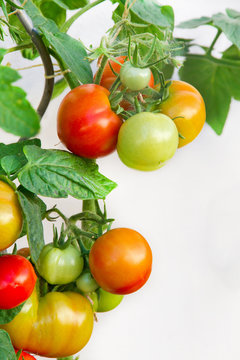 Tomatenstaude bilder – Bläddra bland 132 stockfoton, vektorer och ...