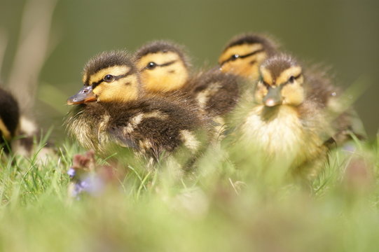 รูปภาพEntchen – เลือกดูภาพถ่ายสต็อก เวกเตอร์ และวิดีโอ7,139 | Adobe Stock