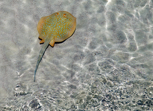 รูปภาพTaeniura – เลือกดูภาพถ่ายสต็อก เวกเตอร์ และวิดีโอ1,661 | Adobe Stock