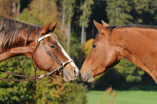 Westernpferd 이미지 – 찾아보기 1,387 스톡 사진, 벡터 및 비디오 | Adobe Stock