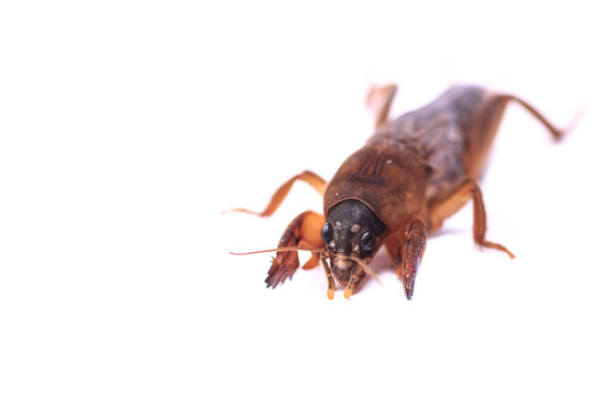 รูปภาพGrylloidea – เลือกดูภาพถ่ายสต็อก เวกเตอร์ และวิดีโอ274 | Adobe Stock