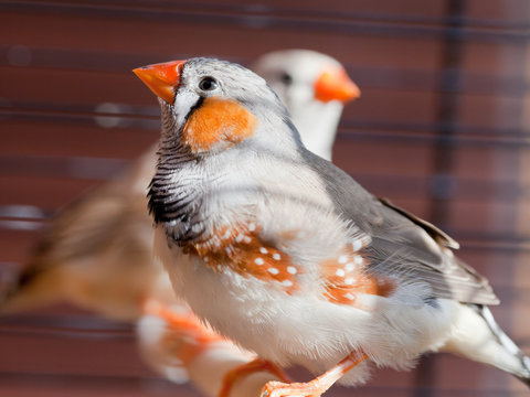 White Male Finch Bird