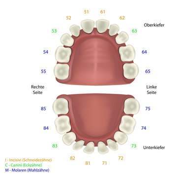 Zahnschema-Bilder: Stock-Fotos & -Videos. | Adobe Stock