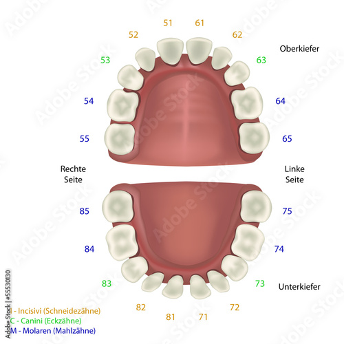 "FDI Zahnschema Milchzähne" Stockfotos und lizenzfreie Vektoren auf ...