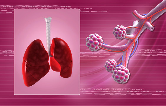 รูปภาพAlveoli – เลือกดูภาพถ่ายสต็อก เวกเตอร์ และวิดีโอ11,952 | Adobe Stock
