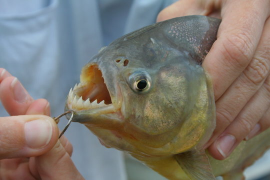 Imágenes de Pirania: descubre bancos de fotos, ilustraciones, vectores ...