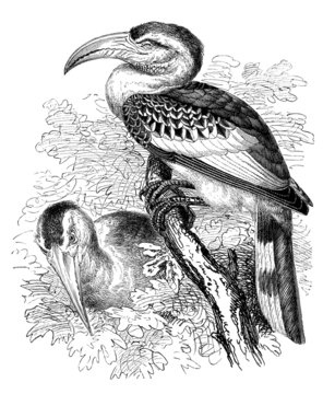 รูปภาพCalao – เลือกดูภาพถ่ายสต็อก เวกเตอร์ และวิดีโอ1,401 | Adobe Stock