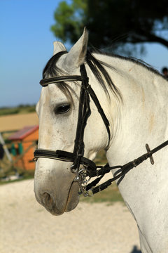 Briglie Images – Browse 234 Stock Photos, Vectors, and Video | Adobe Stock